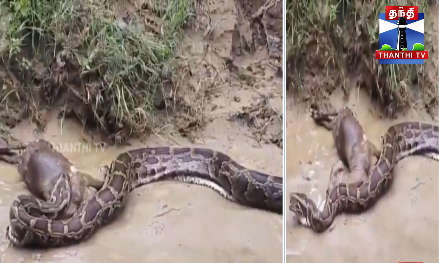 20-foot-long python swallows goat || ஆட்டை விழுங்கிய 20 அடி நீள மலைப்பாம்பு